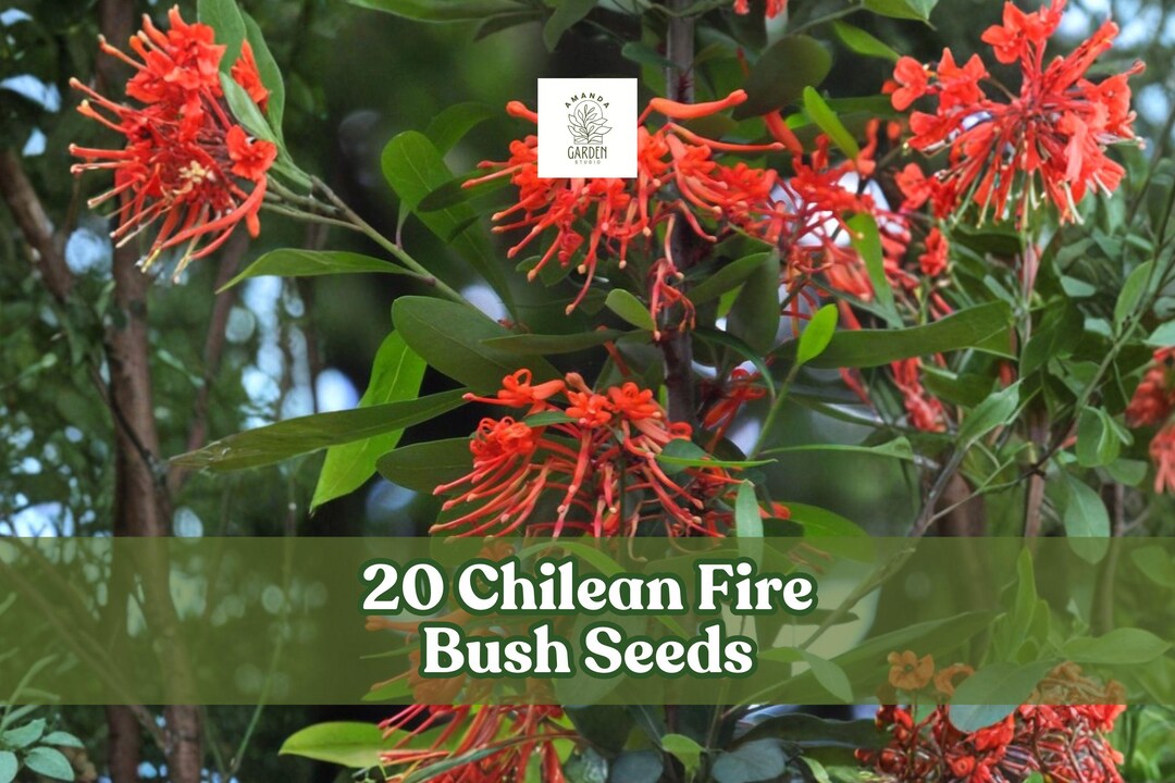 20 Chilean Fire Bush Seeds – Rare Exotic Red Bloom Shrub - Etsy