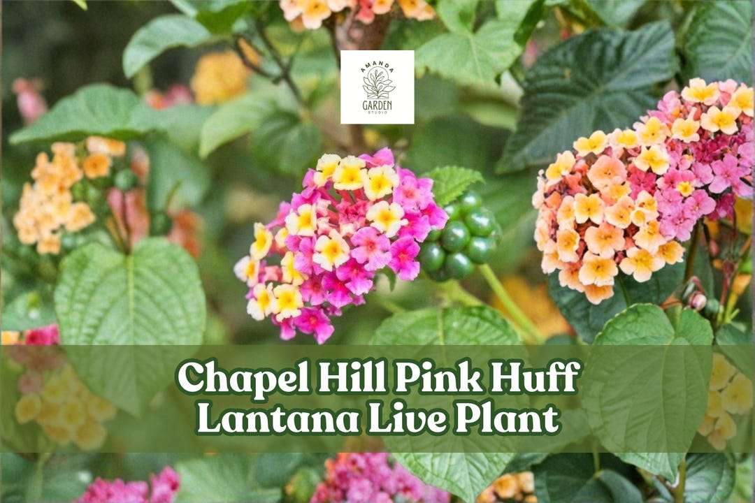 Chapel Hill Pink Huff Lantana Live Plant | Hardy Pink Yellow Perennial ...