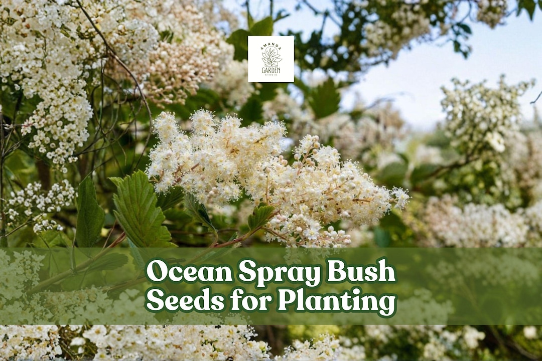 Ocean Spray Bush Seeds – Holodiscus Discolor, Native Pollinator ...