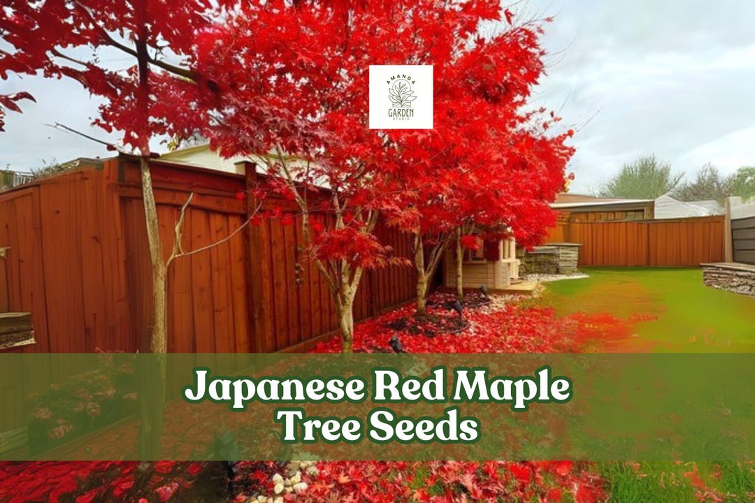 30 Japanese Red Maple Tree Seeds – Grow Ornamental Bonsai or Landscape ...