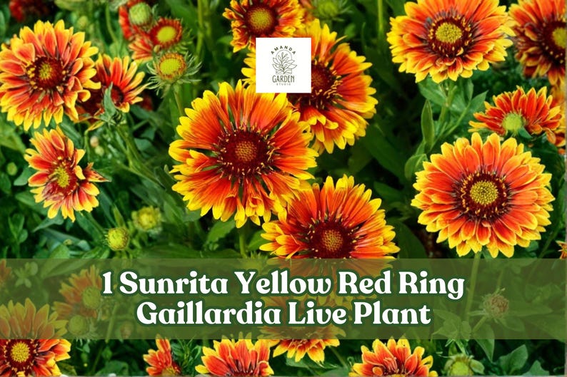 1 Sunrita Yellow Red Ring Gaillardia Live Plant Plug Blanket Flower - Etsy