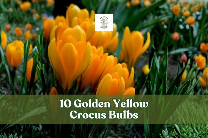 10 Golden Yellow Crocus Bulbs Early Spring Garden Blooms - Etsy