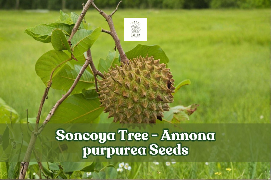5 Soncoya Tree Seeds: Rare Annona Purpurea Tropical Fruit - Etsy