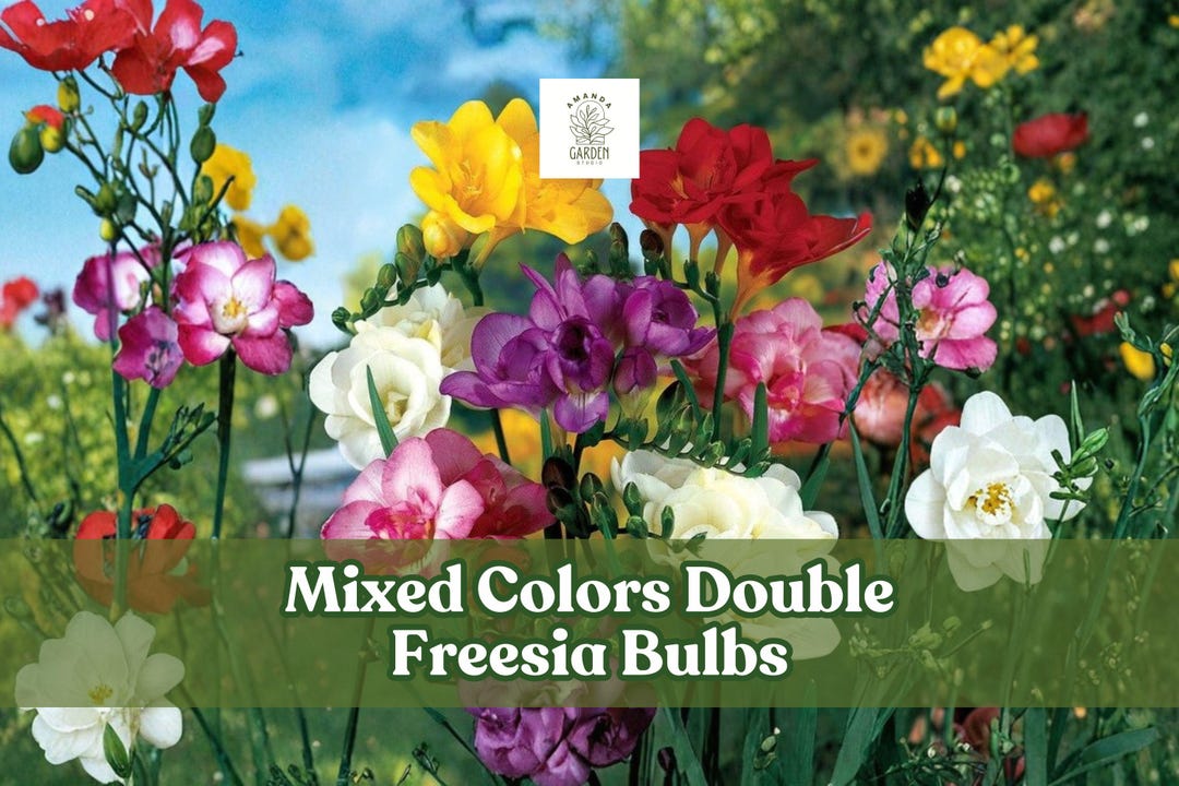 10 Double Freesia Bulbs: Mixed Colors, Fragrant Spring Flowers - Etsy