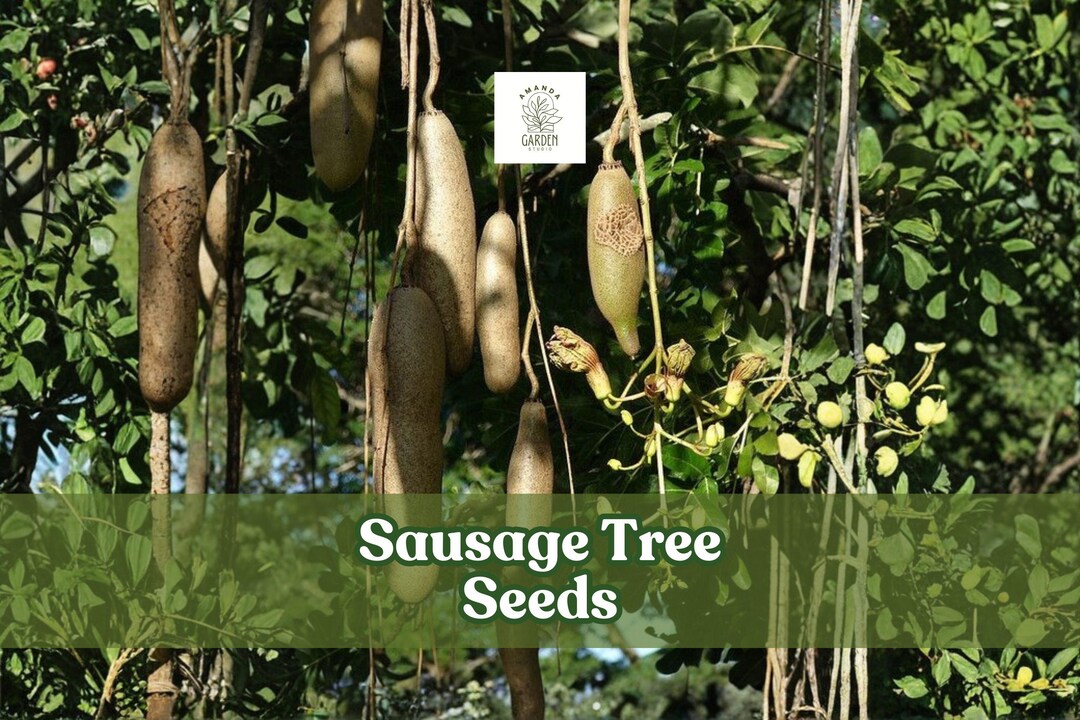 10 Sausage Tree Seeds | Kigelia Africana | Rare Tropical Tree | Exotic ...