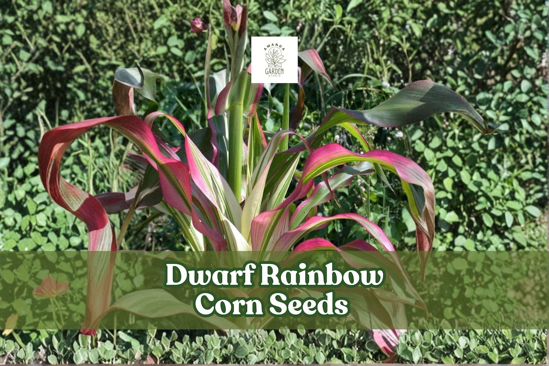 20 Dwarf Rainbow Corn Seeds | Zea Mays | Rare Ornamental Mini Corn ...