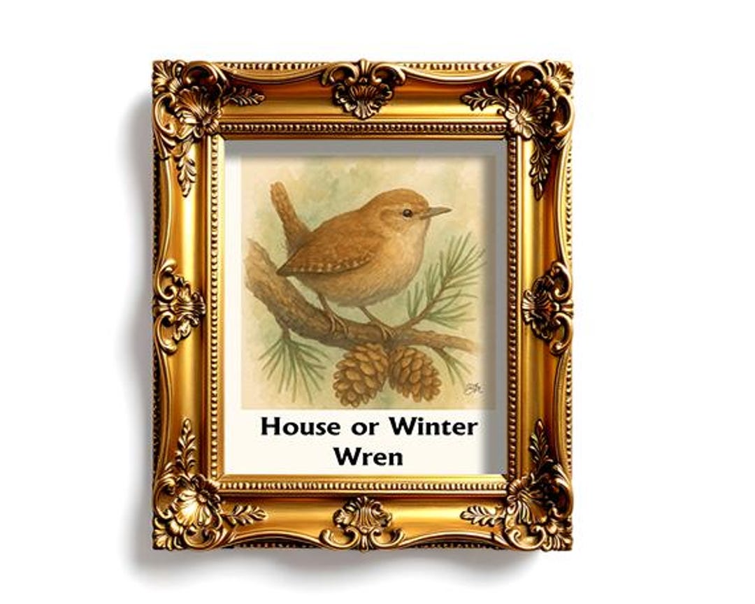Wren Watercolor Print | Woodland Bird Wall Art | Cottagecore Rustic ...
