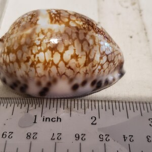 Medium Sized Cowrie Sea Shell Approximately 2.5 Inches Long Excellent ...