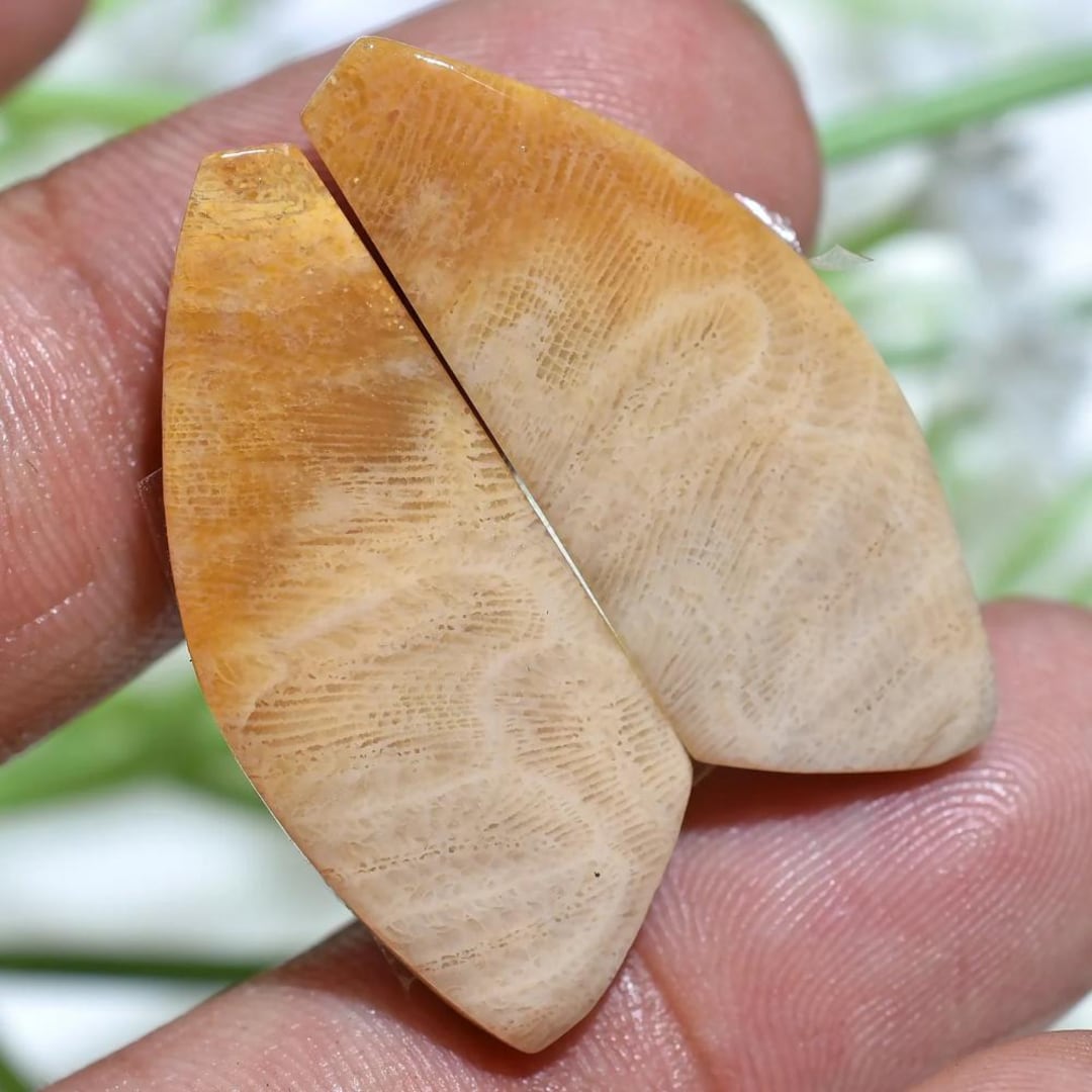 Honeycomb Pattern Fossil Coral Pair, Natural Fancy Shape Fossilized ...
