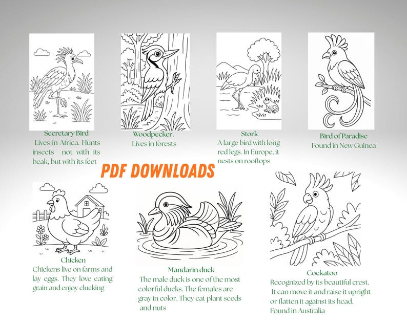 20 Bird Coloring Pages for Kids, Printable Coloring Book, PDF Activity ...