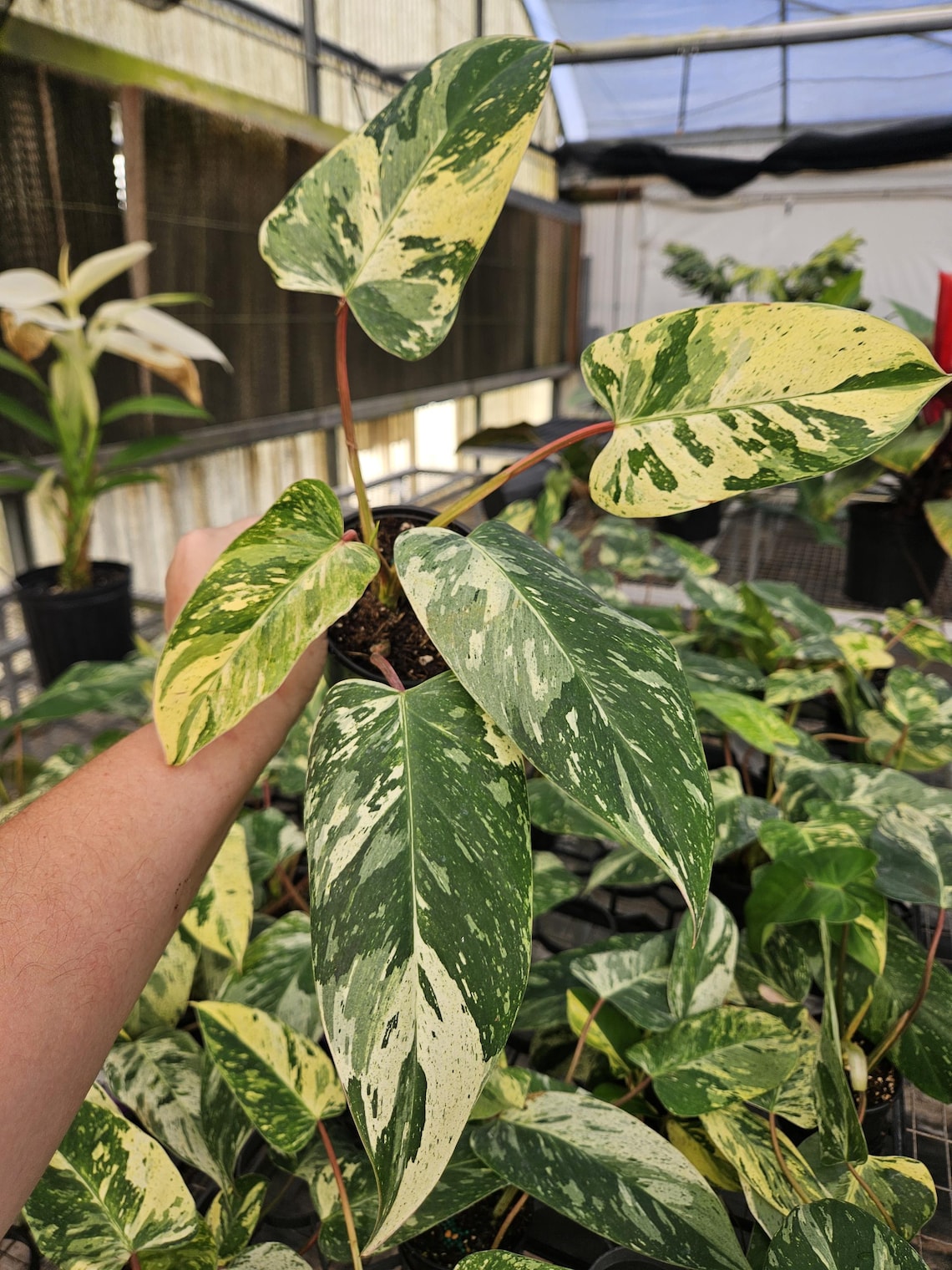 Variegated Philodendron Emerald King - Etsy