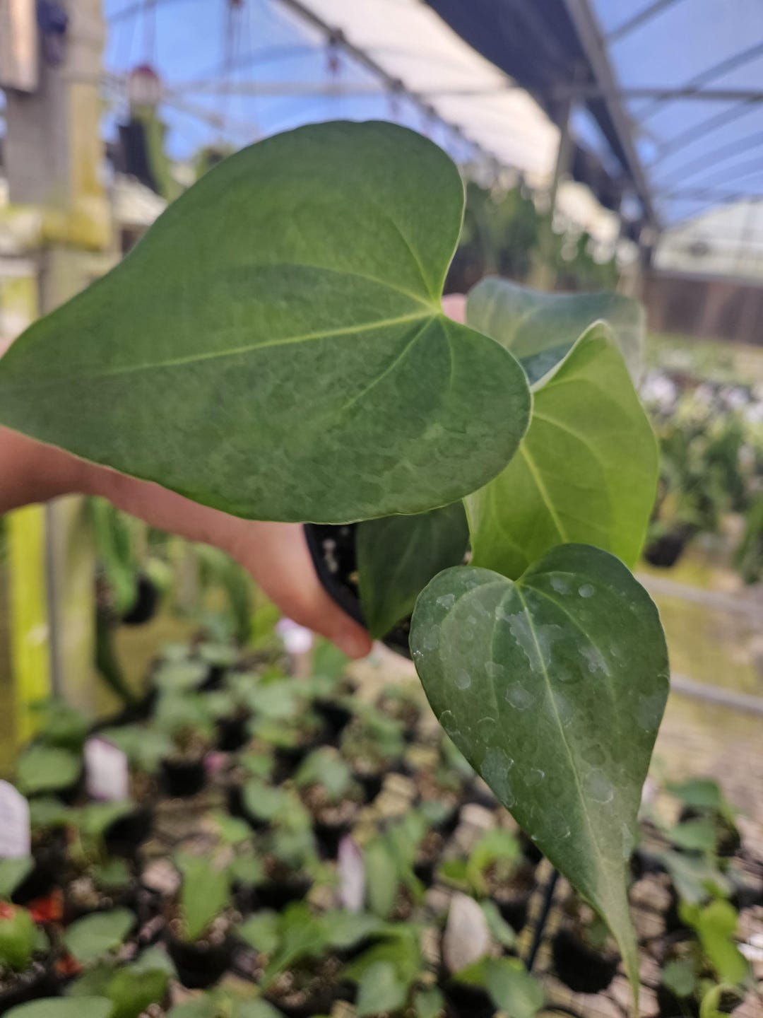 Anthurium Delta Force - Etsy