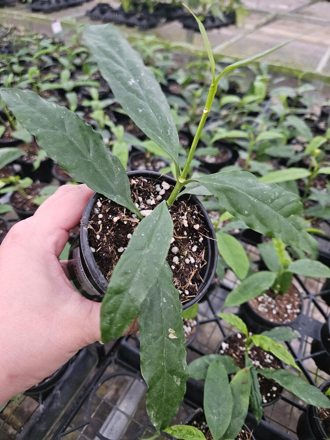 Hoya Decipulae - Etsy