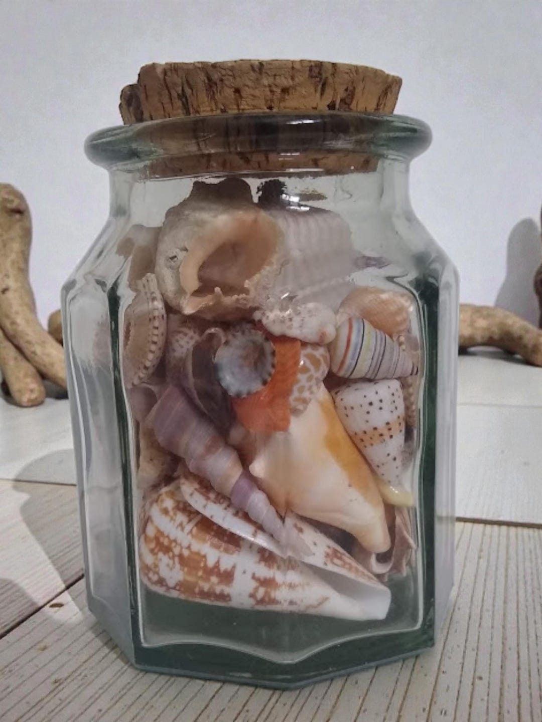Seashell Collection in Octagon Glass Jar: Coastal Decor by Ben Rickert ...