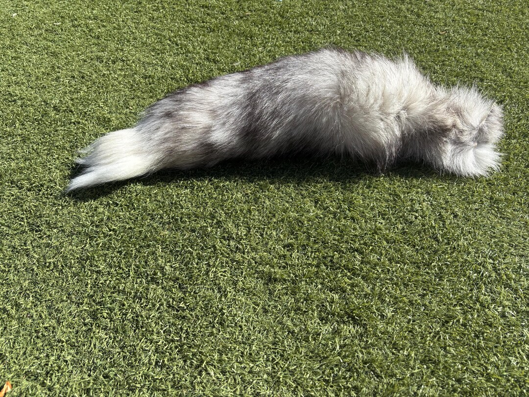 Ethical Taxidermy Platinum Fox Tail - Etsy