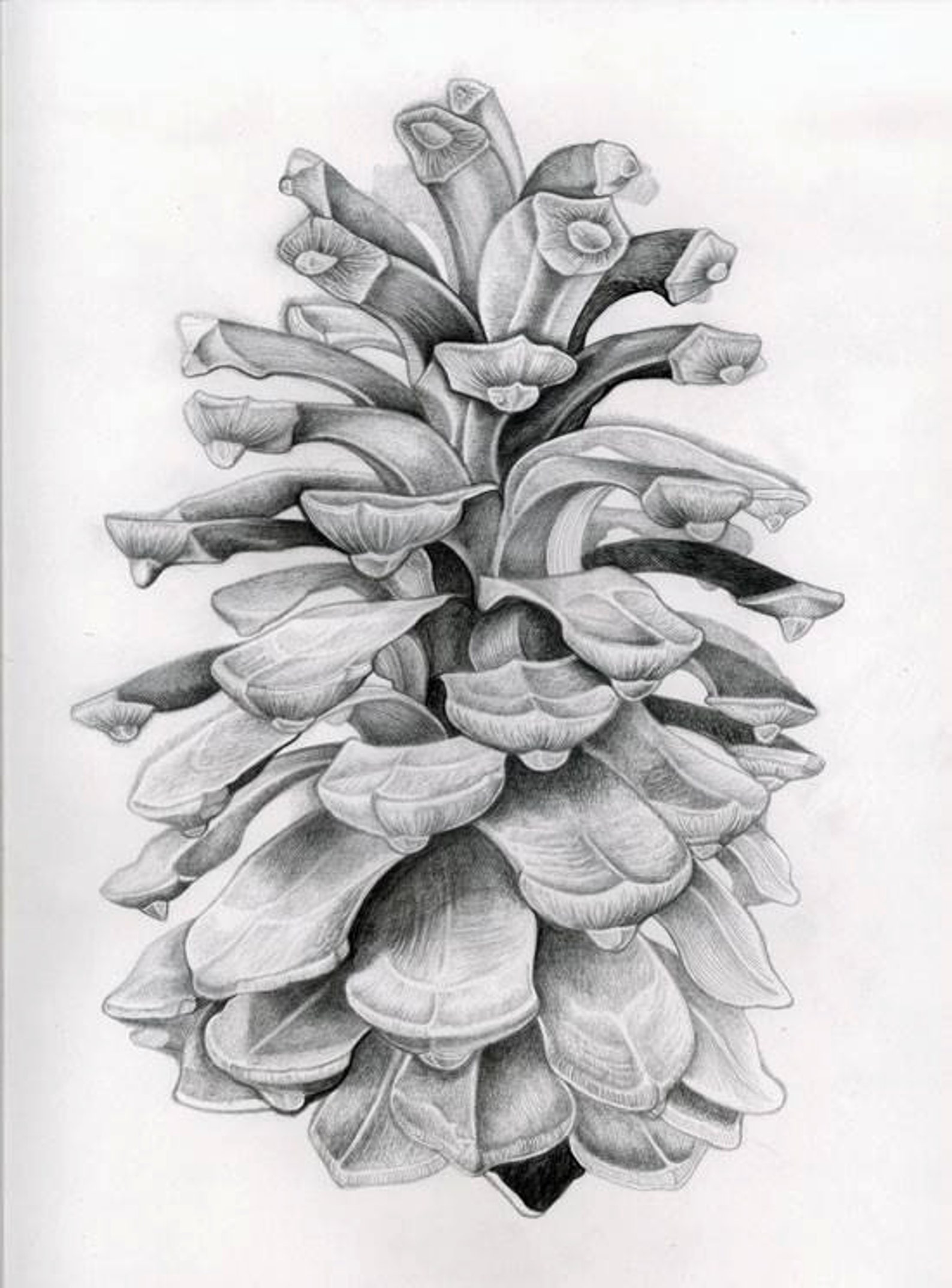 PRINT Pine Cone Pencil drawing Life drawing | Etsy
