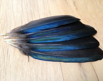 Raven feathers | Etsy