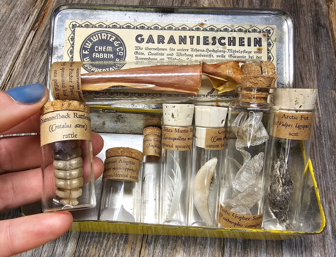 Carnivore Curiosity Collection Mini Museum, Nature Study, Vintage Box ...