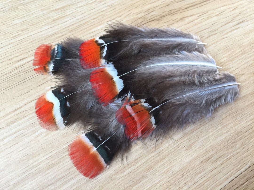 SET of 40 Fiery Pheasant Feathers Accent Feathers, Lovely Feathers, Red ...