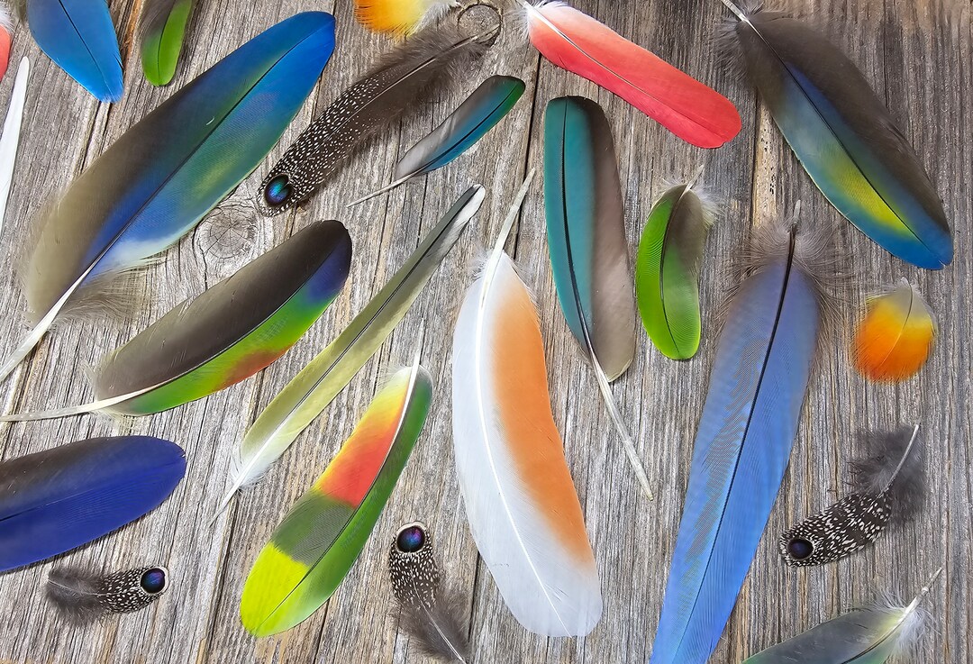 Set of 24 Unique Feathers Cruelty Free, Natural Feathers, Smudge ...