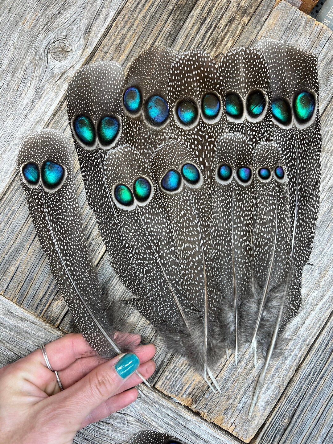 Rare Gray Peacock-pheasant Tail Feather - Cruelty Free, Rare Feathers ...