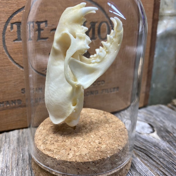 Bell Jar - Etsy
