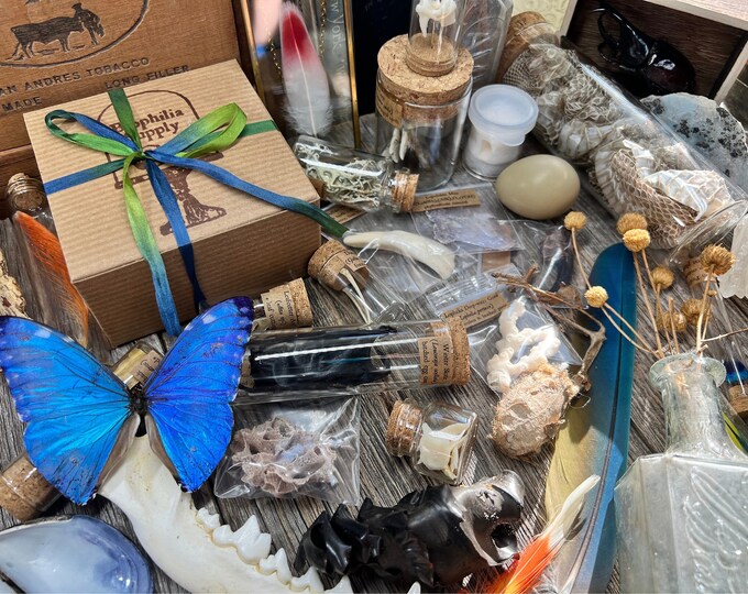 Natural History Mystery Box - Nature Study, Curios, Curiosity Cabinet ...