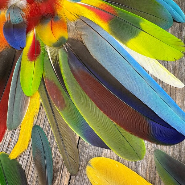 Colorful Feathers - Etsy
