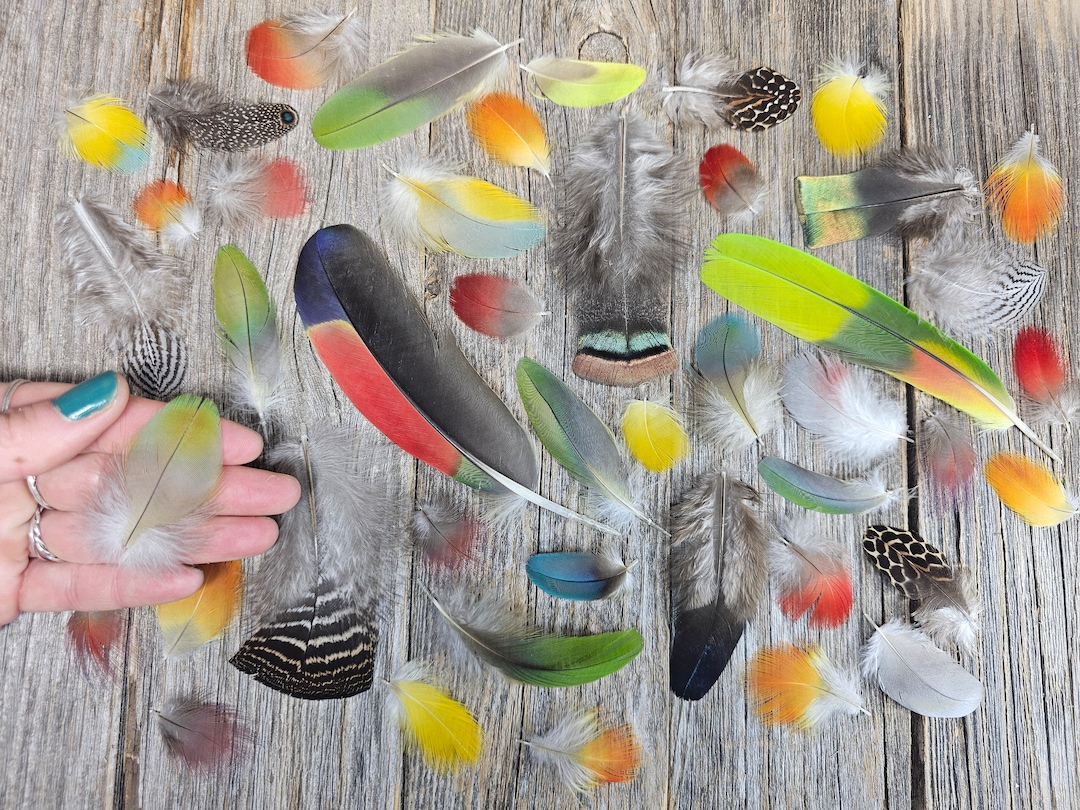 Set of 42 Diverse Feathers Cruelty Free, Iridescent Feathers, Unique ...