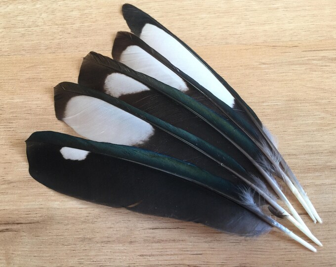 Eurasian Magpie Feathers - Corvid, Natural Feathers, Smudge Feathers ...