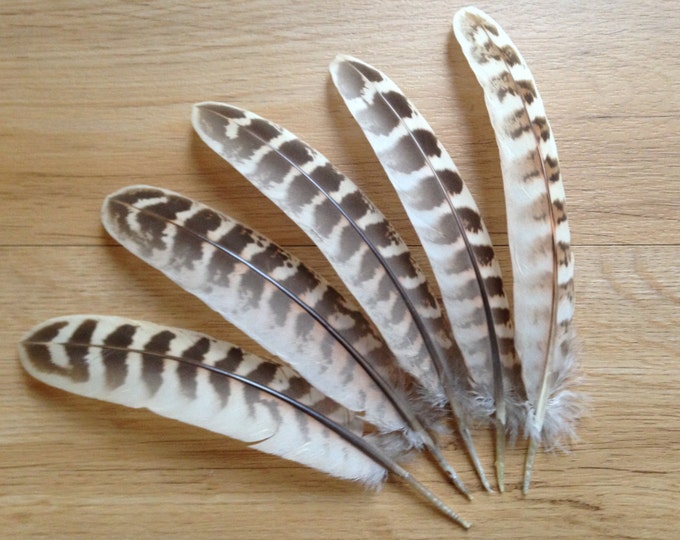Pheasant Wing Feathers Real Feathers Natural Feathers - Etsy