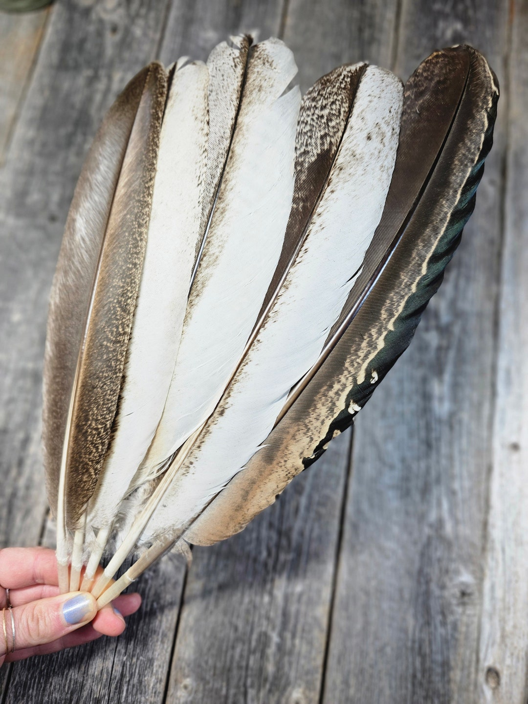 RARE Set of 5 Peacock Wing Fan Feathers - Cruelty Free, Rare Feathers ...