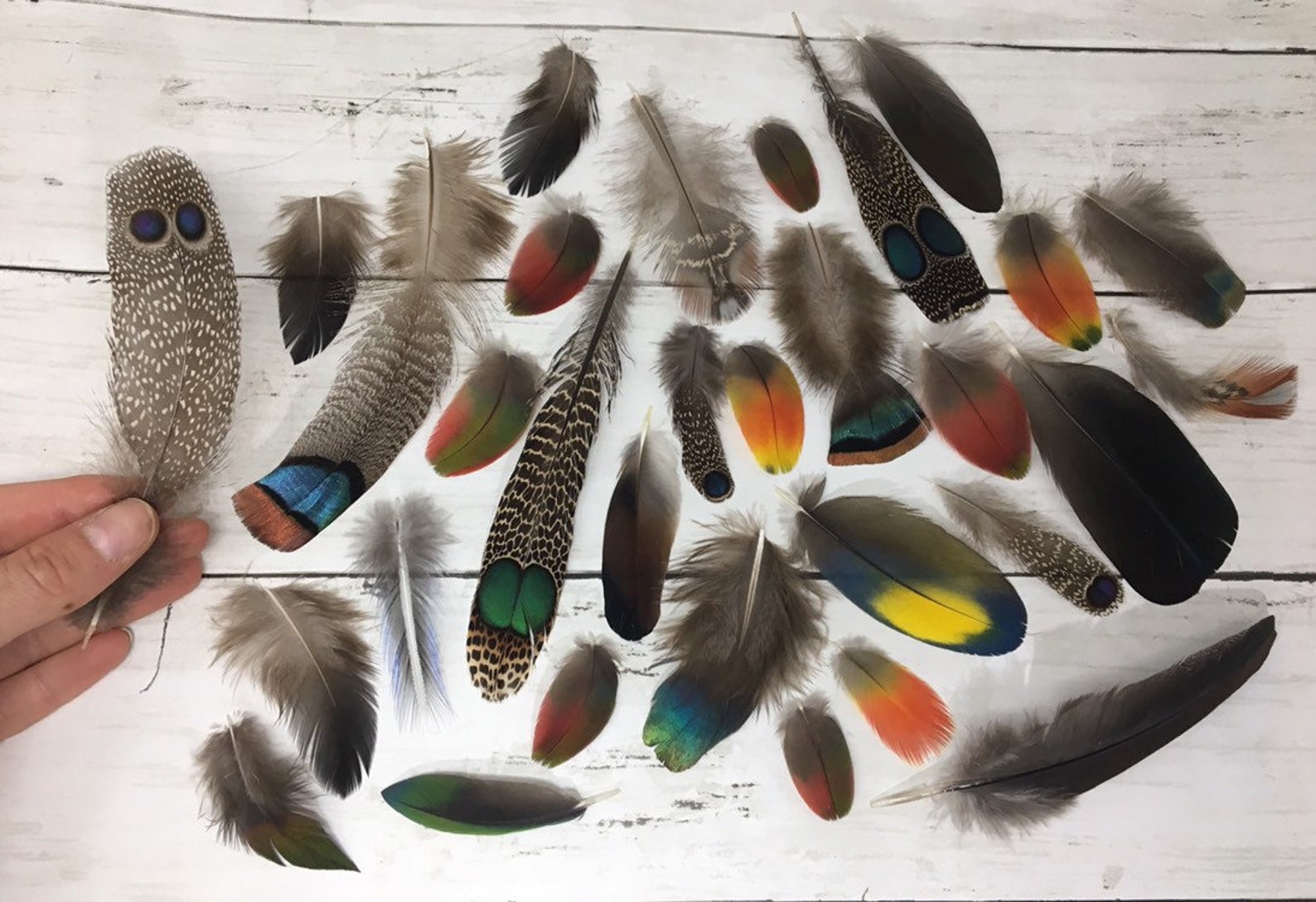 Rare Feathers Collection rare feathers cruelty free | Etsy