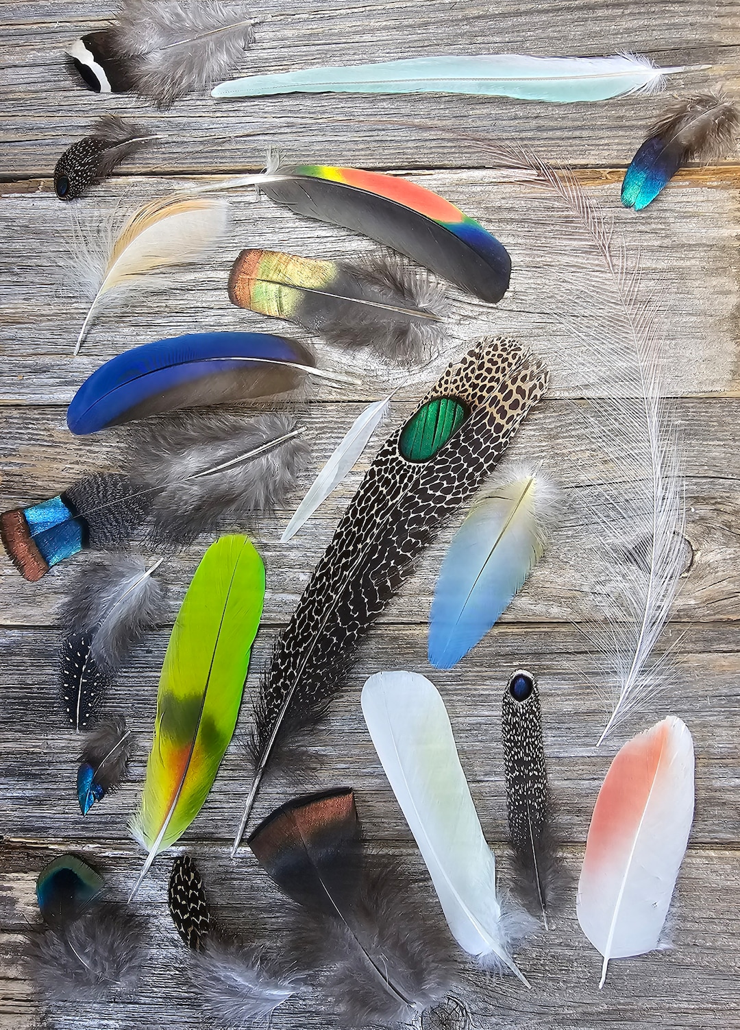 RARE Diverse Set of 22 Unique Feathers Cruelty Free, Iridescent ...
