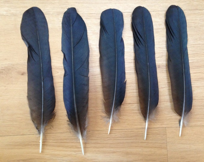 Crow Feathers - Hooded Crow, Tail Feathers, Real Feathers, Natural ...