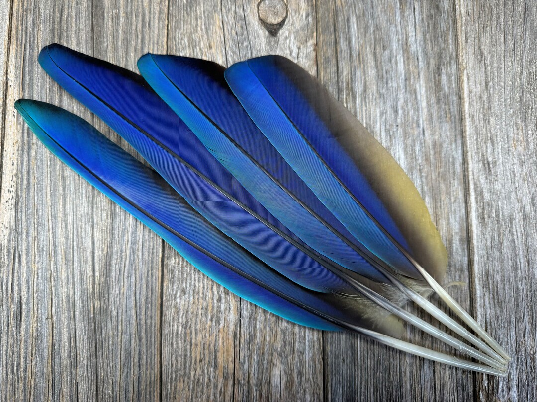 Set of 4 Large Cobalt Blue Macaw Wing Feathers Feather Fan - Etsy