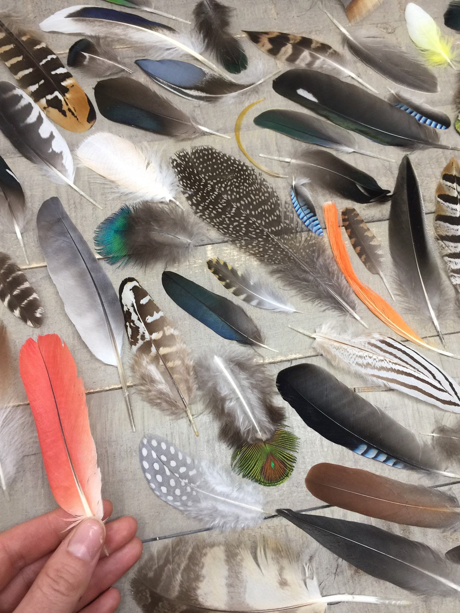 SET of Uncommon Feathers Cruelty Free Natural Feathers | Etsy