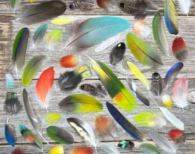Diverse Set of 100 Unique Feathers Parrot Feathers, Cruelty Free ...