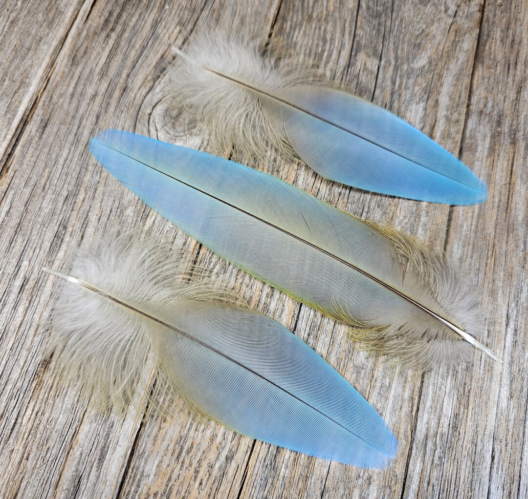 Periwinkle SET of 3 Macaw Feathers Cruelty Free, Sustainable Feathers ...