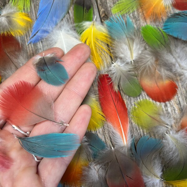 Colorful Feathers - Etsy