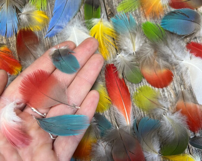IMPERFECT Set of Parrot Feathers - Cruelty Free, Naturally Molted ...