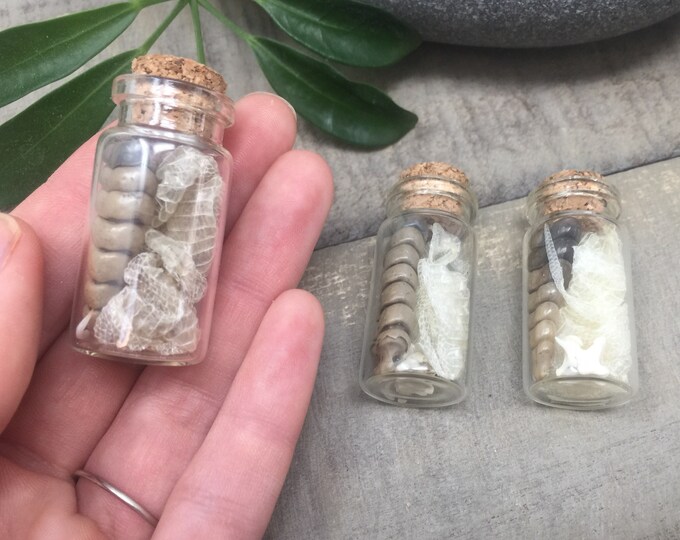 Snake Talisman - Rattlesnake Rattle, Snake Fang, Venomous, Snake Bones ...