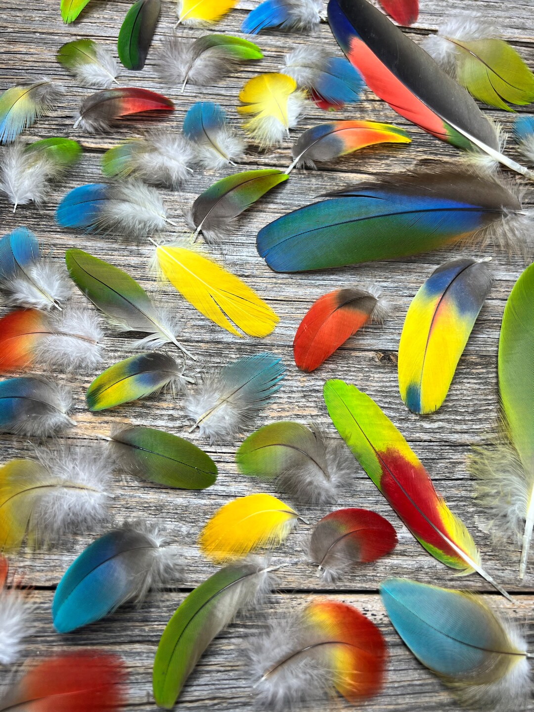 45 SUPER Colorful Feathers Cruelty Free, Natural Feathers, Smudge ...
