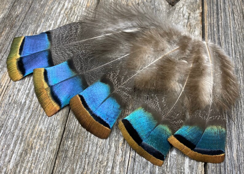 RARE Ocellated Turkey Feathers Cruelty Free Rare Feathers - Etsy