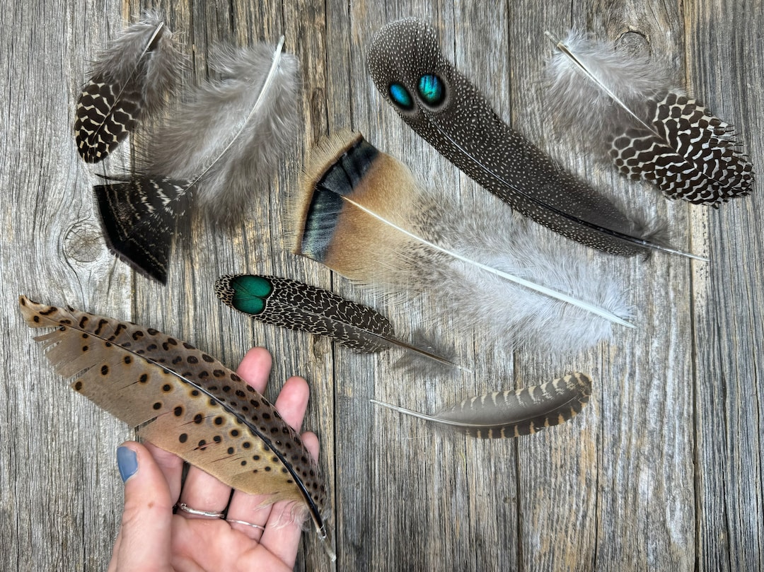 SALE Set of 8 Rare Feathers Cruelty Free, Natural Feathers, Real ...