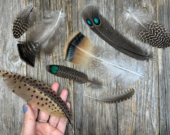 SALE Set of 8 Rare Feathers - Cruelty Free, Natural Feathers, Real ...