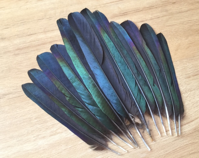 Magpie Tail Feathers - Real Feathers, Natural Feathers, Magpie Feathers ...