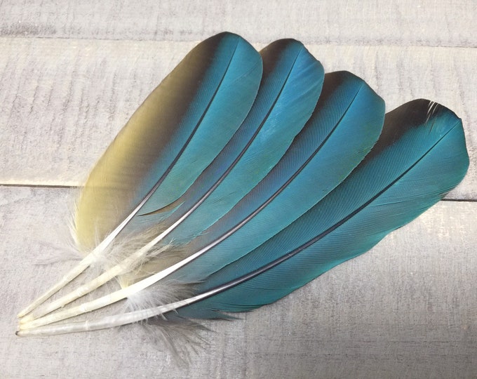 Set of 4 Military Macaw Feathers Cruelty Free, Uncommon Feathers ...