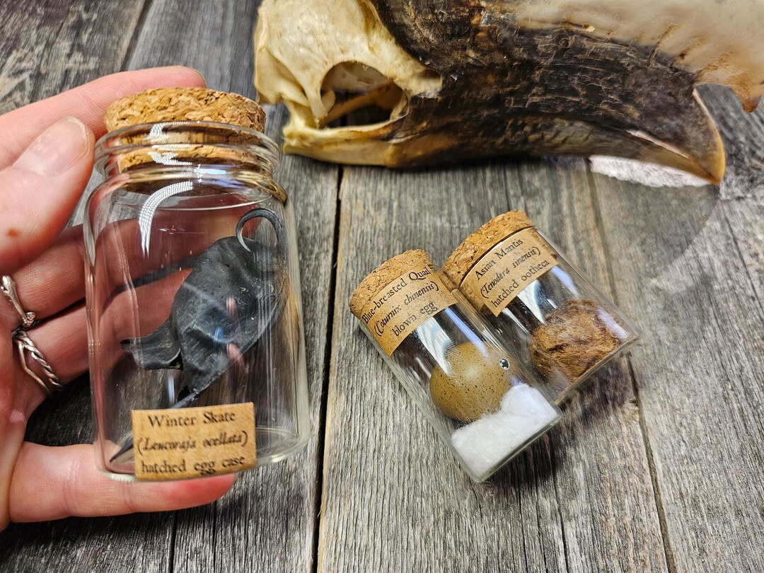 OOLOGY Curiosity Collection – Bird, Fish & Insect Eggs in Vials - Etsy