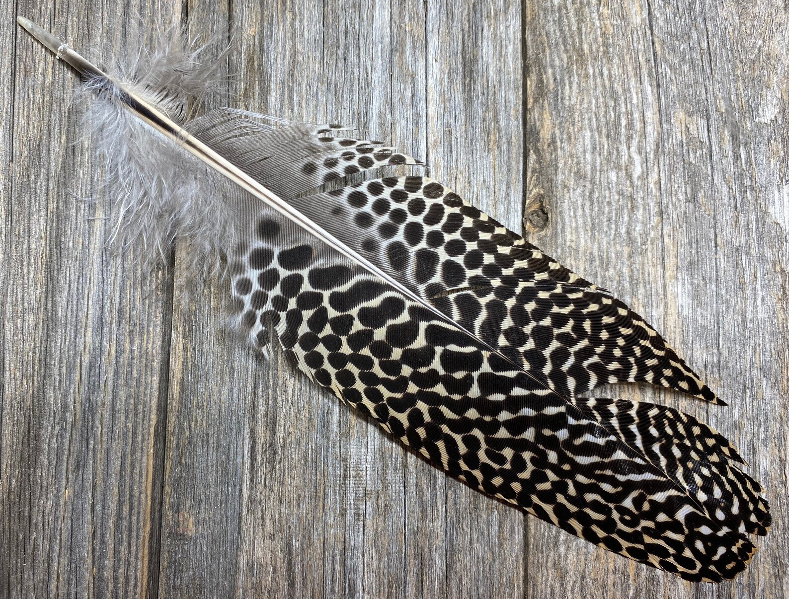 SALE RARE Argus Pheasant feather leopard print feather rare | Etsy